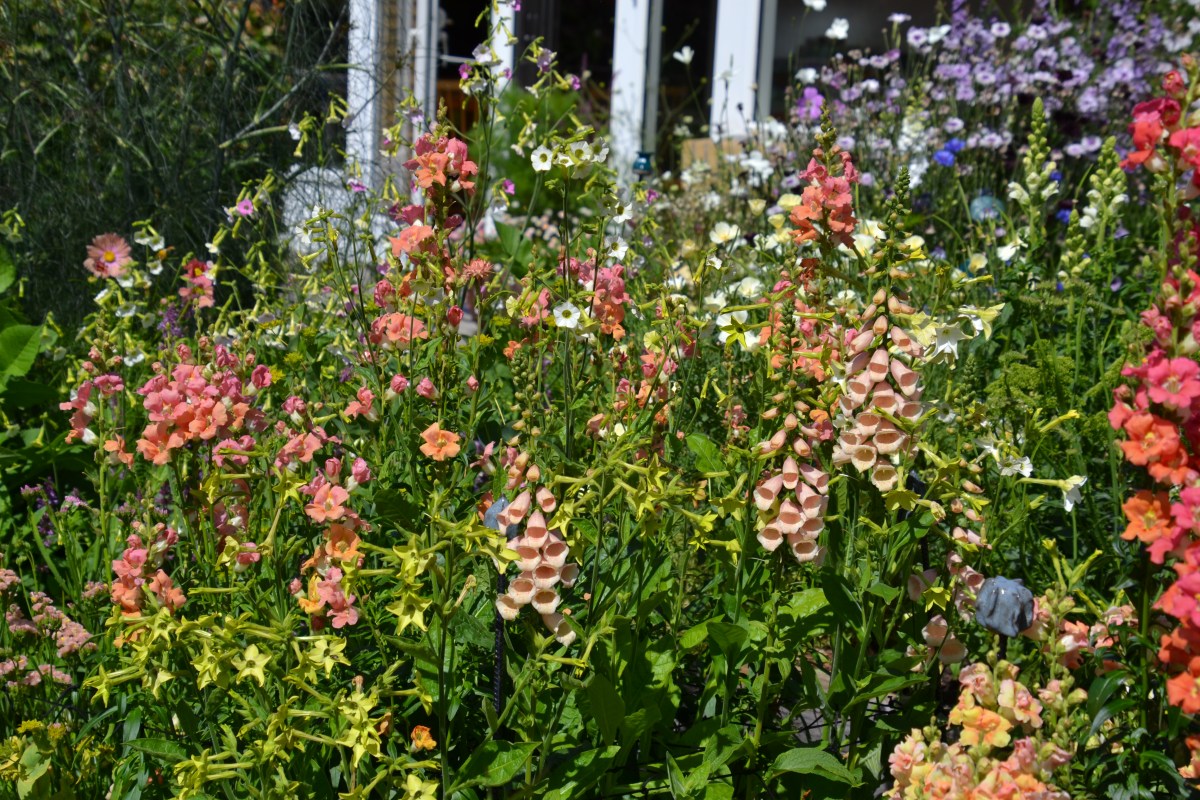 Bedplan: et bed i lime og abrikos – PlanteLiv